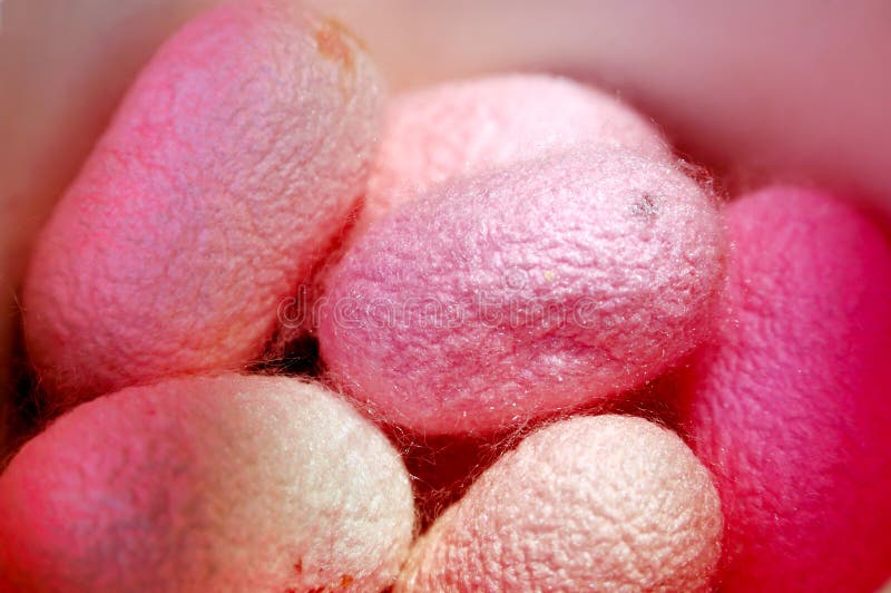 Silkworm cocoon stock photo. Image of nature, fluffy, gene - 5262096
