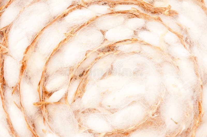 Silkworm cocoon stock photo. Image of texture, silky - 36287654