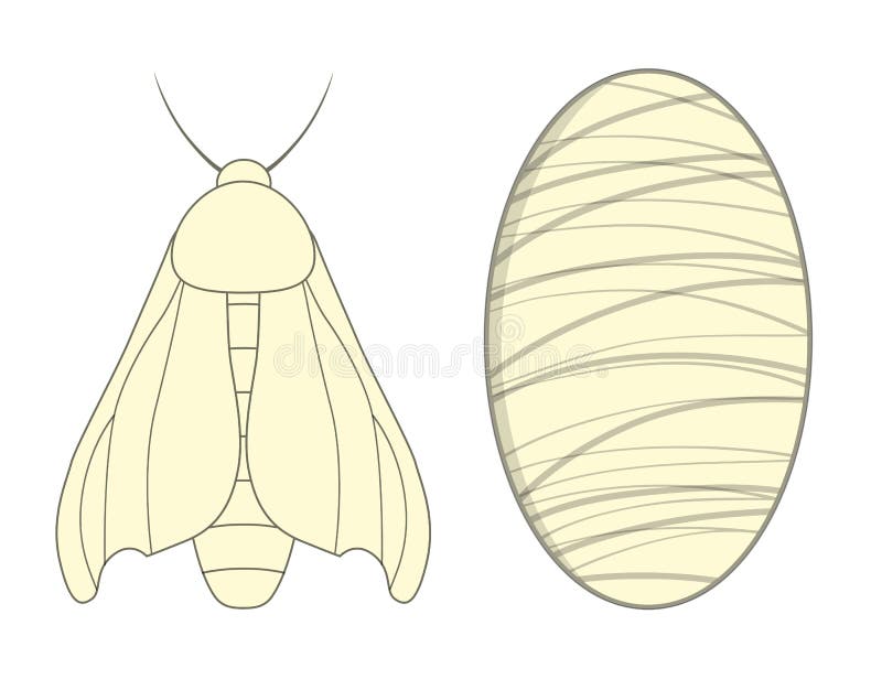 Silkworm with Cocoon Glyph Icon. Silk Material Stock Vector ...