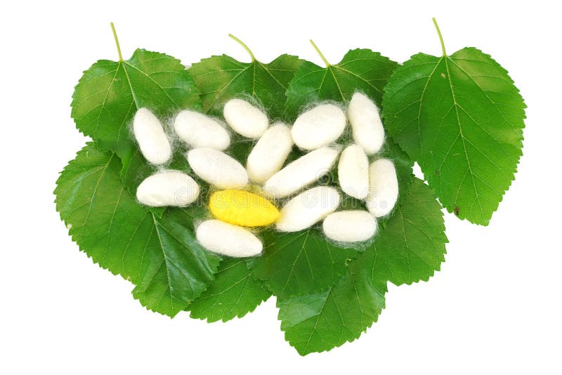 Silkworm Cocoon on Green Mulberry Leaves Stock Photo - Image of ...