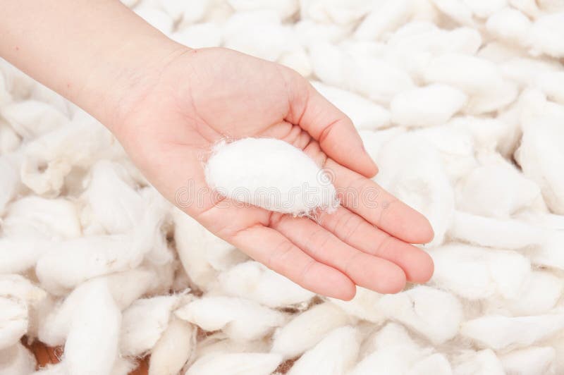 Silkworm cocoon stock image. Image of larva, insect, variety - 36287675