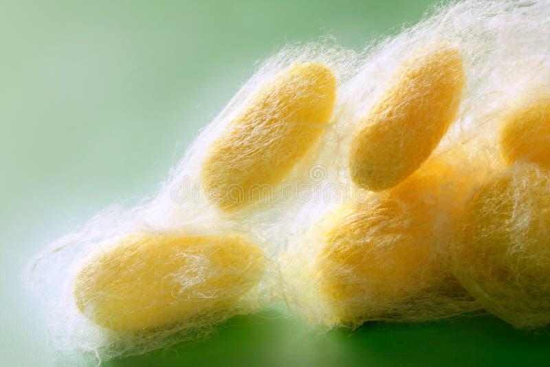 Silkworm Cocoon Many on Silk Worm Net Stock Photo - Image of larva ...