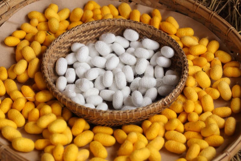 Silkworm cocoon stock photo. Image of spin, pure, silky - 49231380