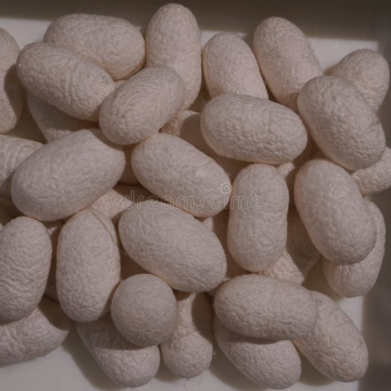 Silkworm Cocoons. Types of Silk Stock Image - Image of cocoon, weave ...
