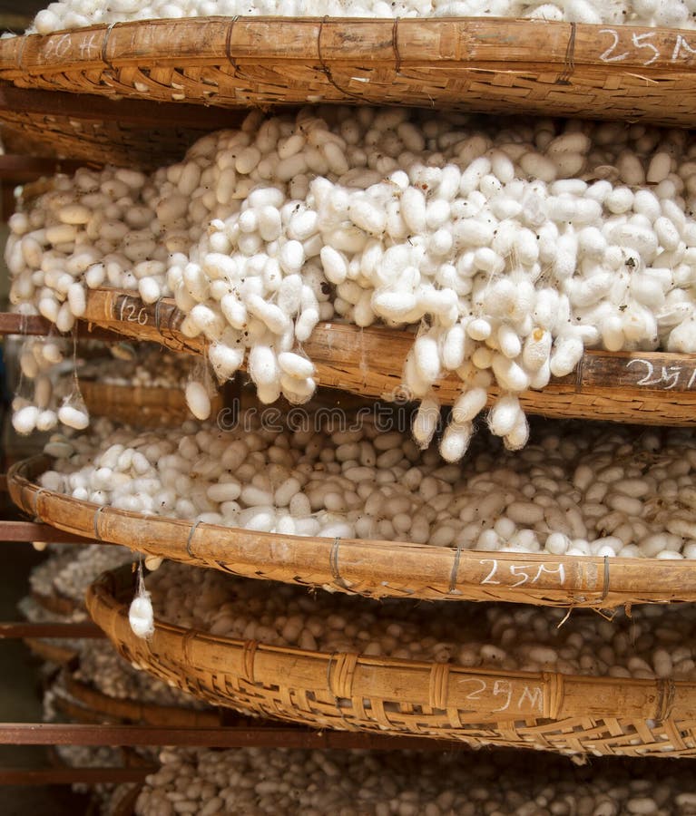 Silkworm cocoons stock photo. Image of fabric, white - 50470764