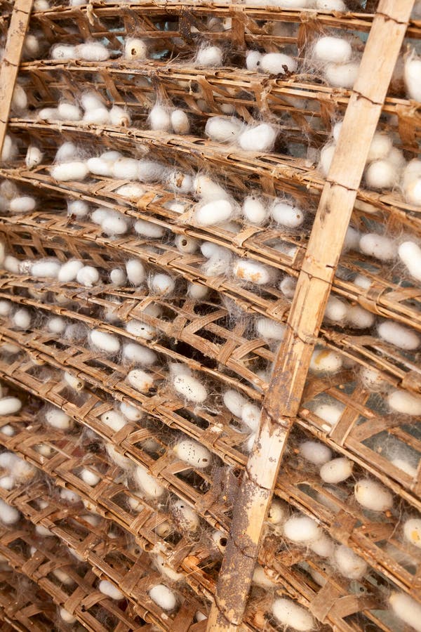 Silkworm cocoons stock photo. Image of material, industry - 50661574
