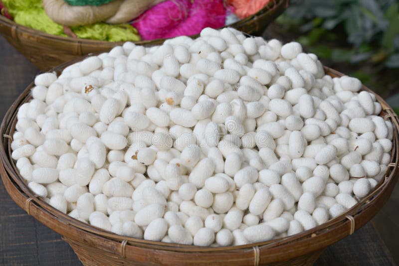Silkworm Cocoons stock image. Image of natural, silk - 69291843