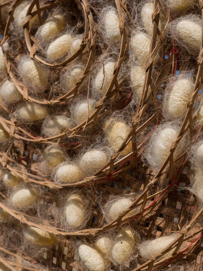 Silkworm Cocoons stock image. Image of closeup, macro - 64379015
