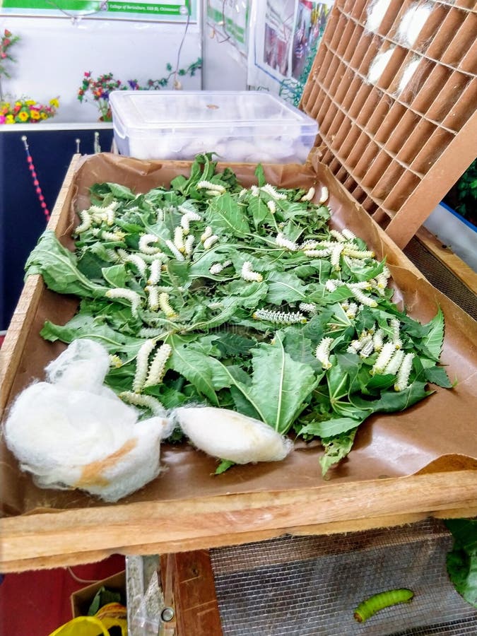 Silkworm stock image. Image of products, silkworm, cotton - 133000491