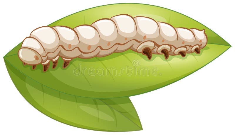 Silkworm stock vector. Illustration of clipart, silk - 48933044