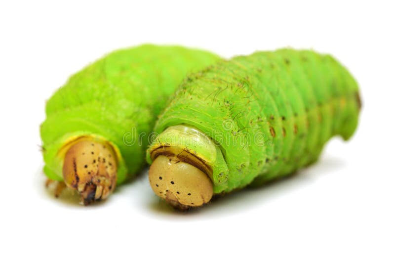 Silkworm stock image. Image of background, green, full - 104235803