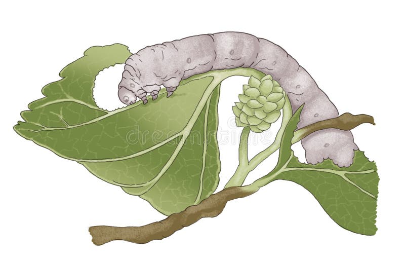 Silkworm stock illustration. Illustration of agricultural - 53129879
