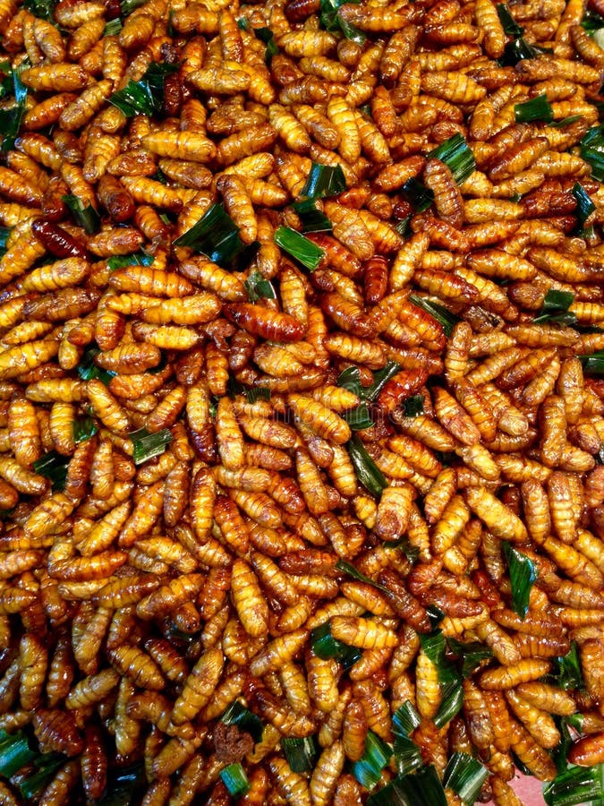 Silkworm pupa fried stock image. Image of delicate, brown - 46749497