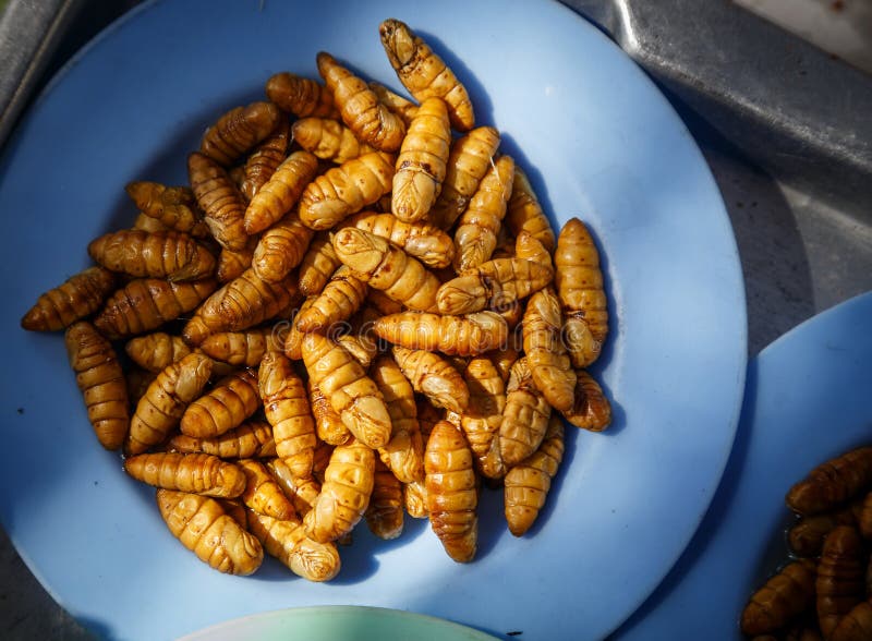 Silkworm pupae boiled stock photo. Image of fast, boil - 60480096