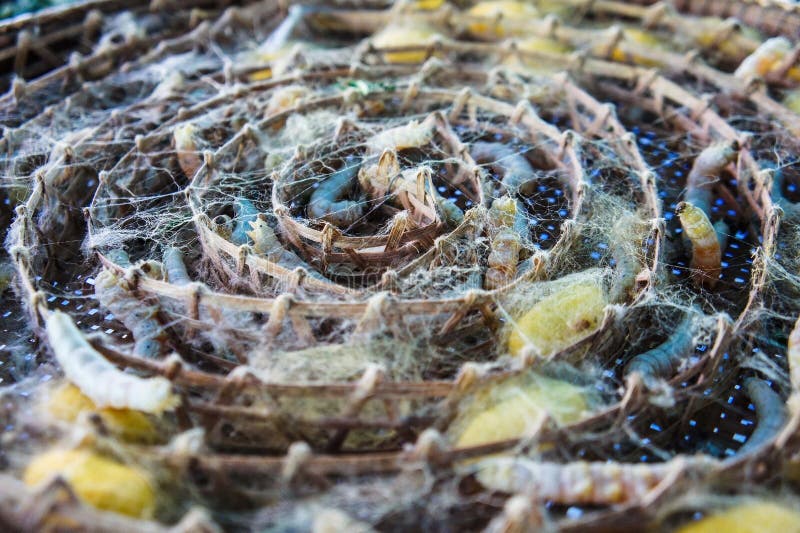 Silkworm ringed silk worm stock photo. Image of macro - 39696824