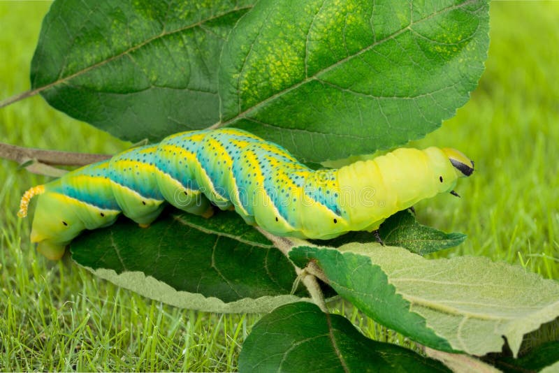 Silkworm stock photo. Image of animal, insect, silk - 118962034