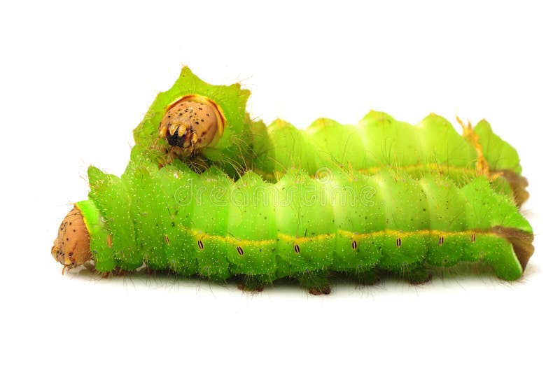 Phyllium Giganteum, Leaf Insect Walking Leave, Phyllidae Stock Photo ...