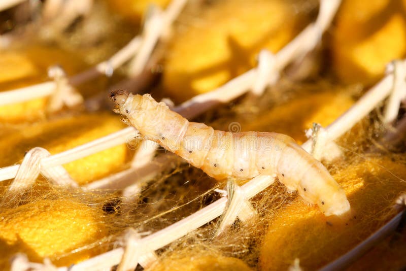 Silkworm in yellow cocoon, stock image. Image of natural - 64130253