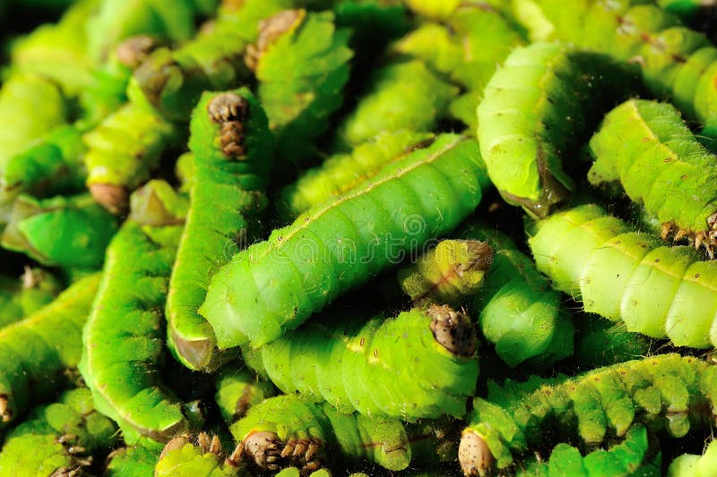 Comida China De Los Insectos De Los Gusanos De Seda Verdes Imagen de ...