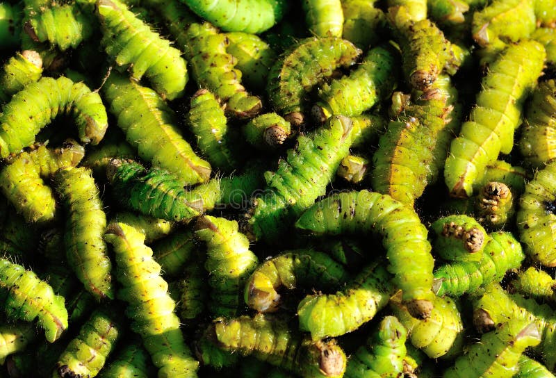 Comida China De Los Insectos De Los Gusanos De Seda Verdes Imagen de ...