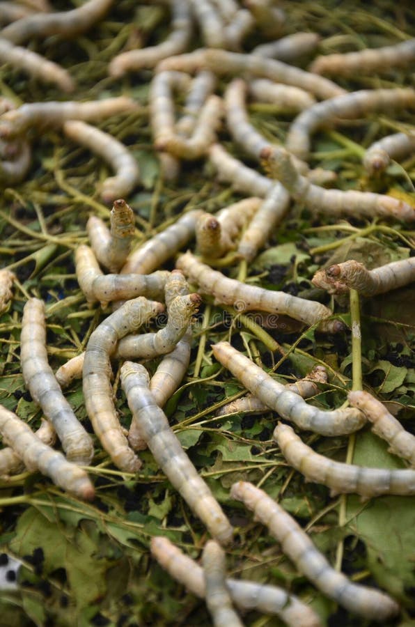 Silk Farm, Clothes Produce from Silkworm Insects Cocoon, Textile ...