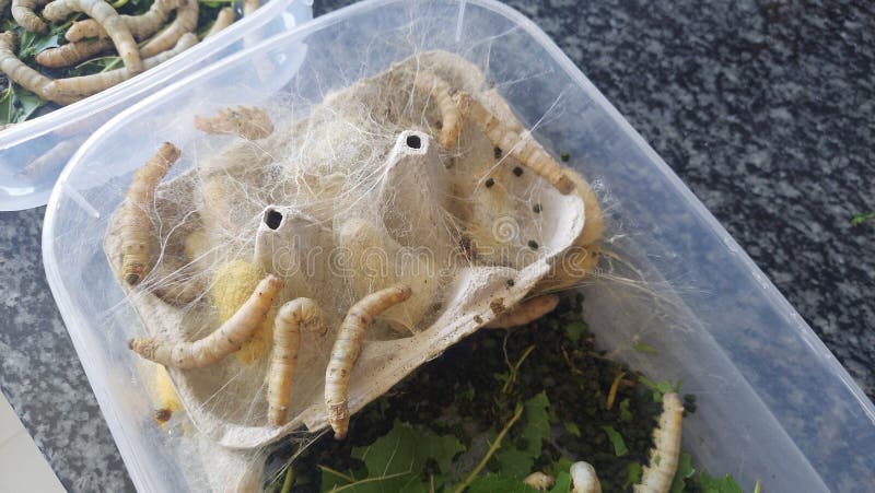 Silkworms Spinning Cocoons in Plastic Box for Silk Production Stock ...