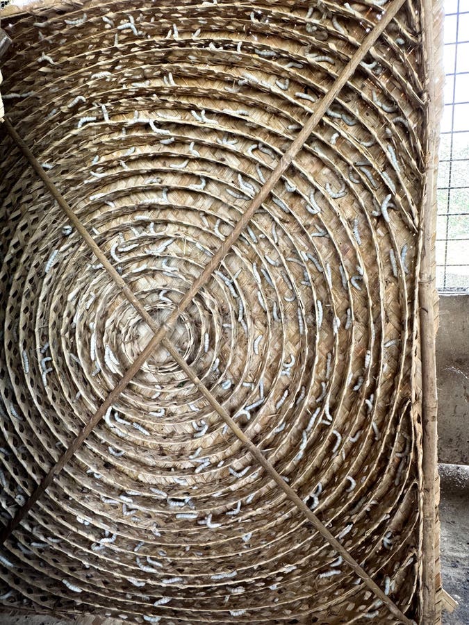 Silkworms Spinning Silk on Bamboo Spiral Frame in Sericulture Farm ...