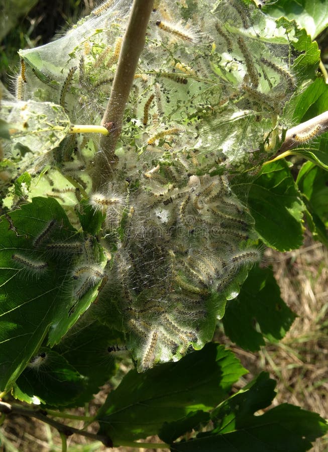 Silkworms in the Web on a Tree Branch Stock Photo - Image of silkworms ...