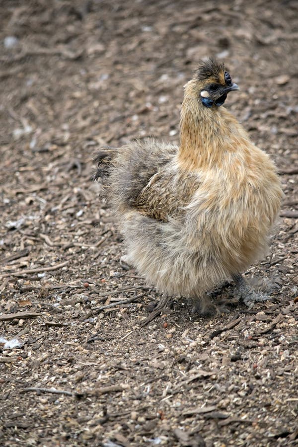 This is a Silky Chicken with a Black Wattle and Comb Stock Image ...