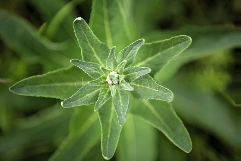 Silky flappers stock image. Image of color, life, fresh - 17982911