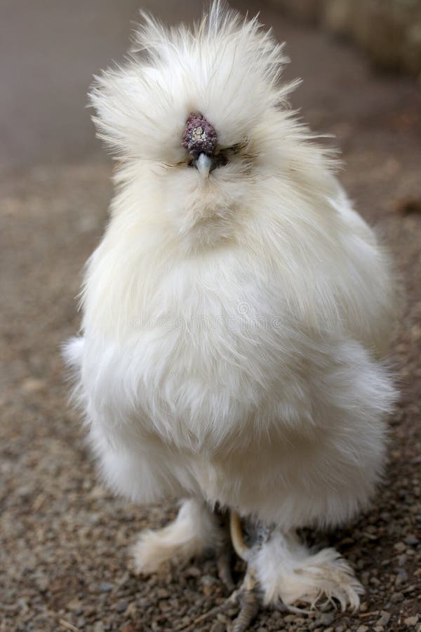 Silky Fowl stock photo. Image of bird, silky, outdoor - 54429944