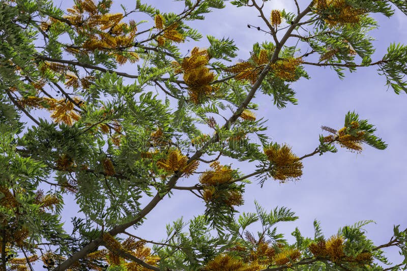 Silky Oak Tree Branches in Blossom Stock Photo - Image of silky, nature ...