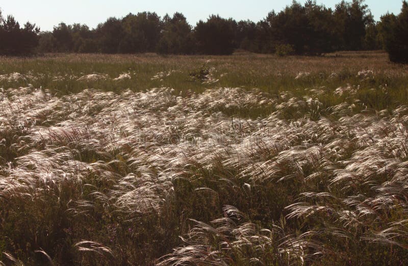 Silky Satin Ears Feather Grass Edge Forest Stock Photos - Free ...