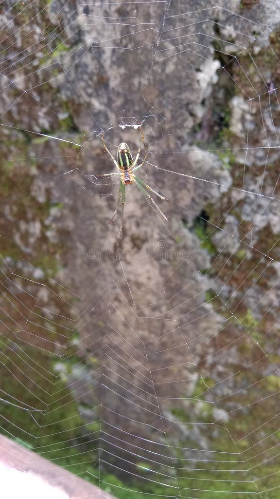 The Silky Spinners Amazing Spider Facts Stock Photo - Image of silky ...