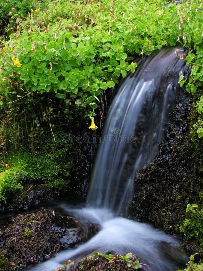 Flowing spring stock image. Image of clean, green, silky - 3298671