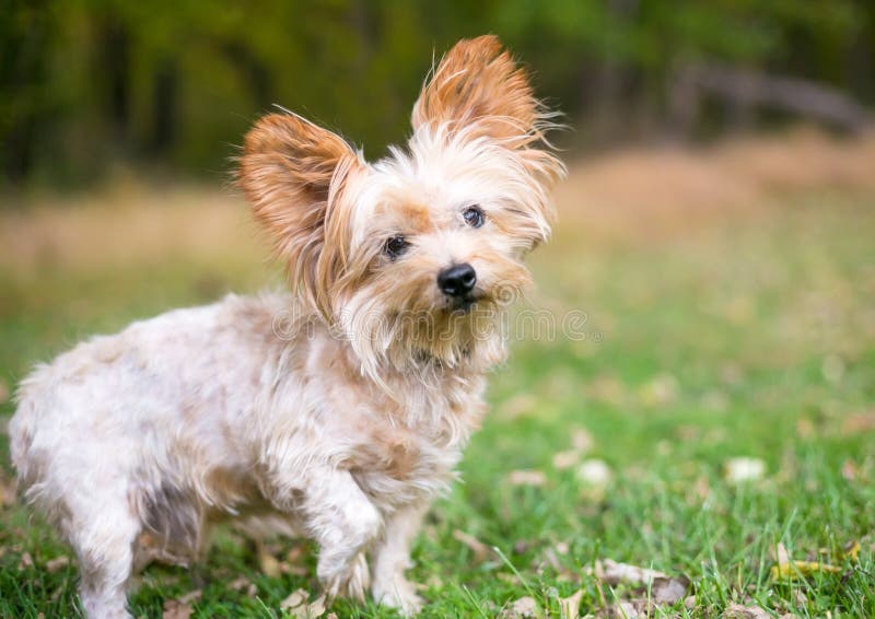 Mixed Breed Large Scruffy Dog Stock Photos - Free & Royalty-Free Stock ...