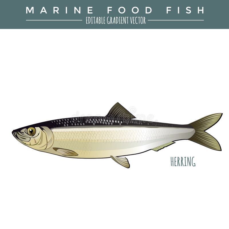Sill Marine Food Fish Teckning Stock Illustrationer - Illustration av ...