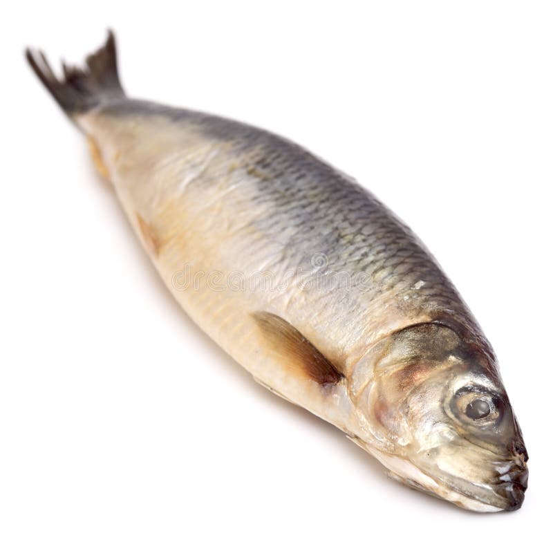 9,961 Sill Foton - Gratis och royaltyfria stockfoton från Dreamstime