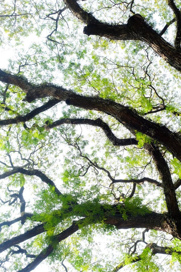Sillhouette Beautiful Curved Tree Branch Isolated Sky Background Stock ...
