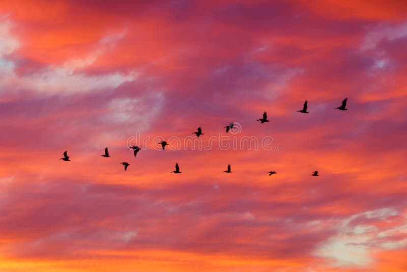 Birds Flying in Formation at Sunset Stock Image - Image of burn, nature ...