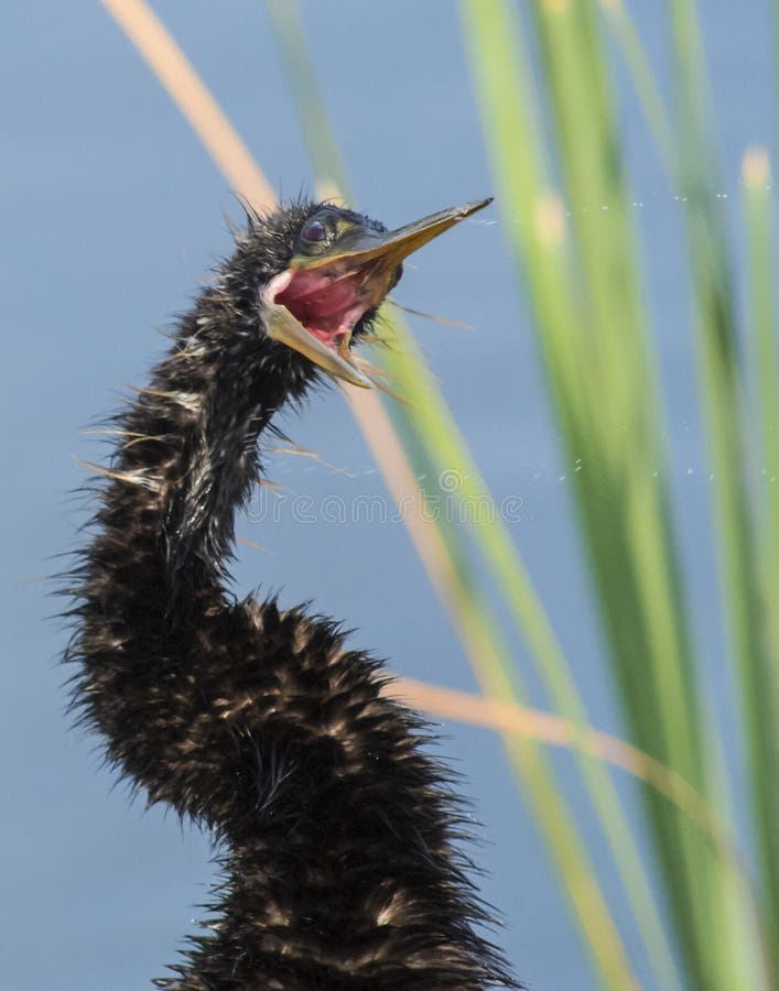 182 Bird Shaking Off Water Stock Photos - Free & Royalty-Free Stock ...
