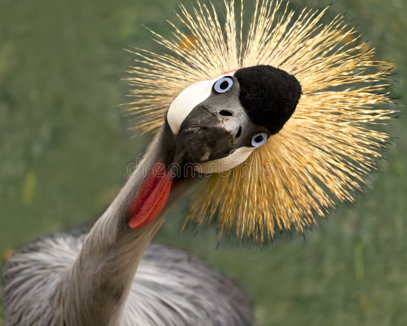 Crane Bird Pictures Humorous