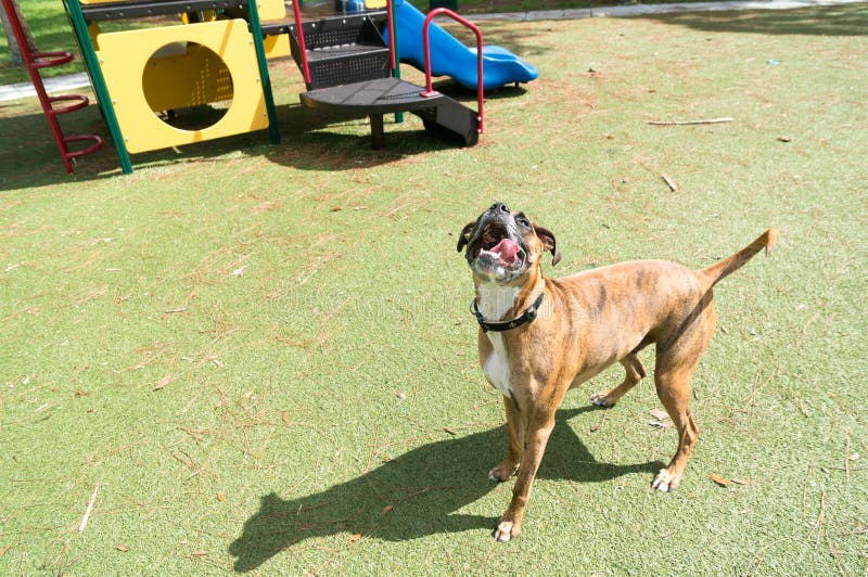 Big Dog Playing in the Playground Stock Image - Image of pets, look ...
