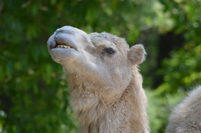 Silly Camel Making Faces stock photo. Image of smile - 79644510