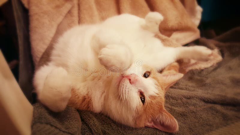 Silly cat stock image. Image of animal, silly, kitty - 66896785