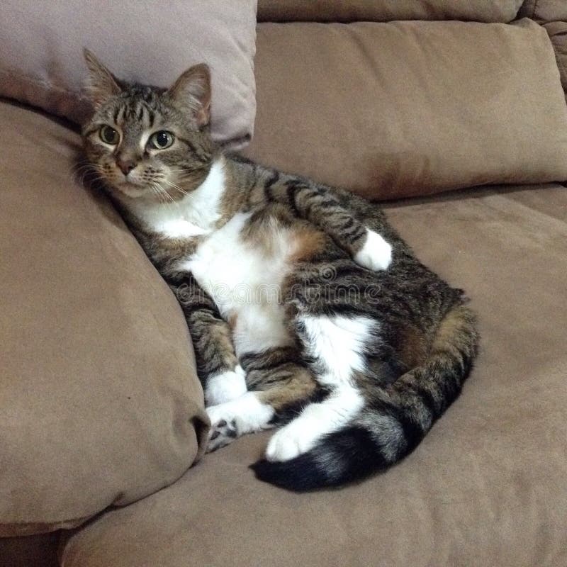 Silly cat stock photo. Image of sitting, silly, kitty - 75110912