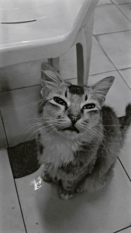 SILLY CAT pet stock photo. Image of monochrome, silly - 197755140