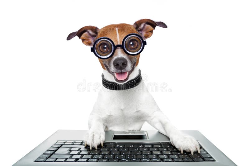 Dog using a computer stock image. Image of computer, terrier - 23266407