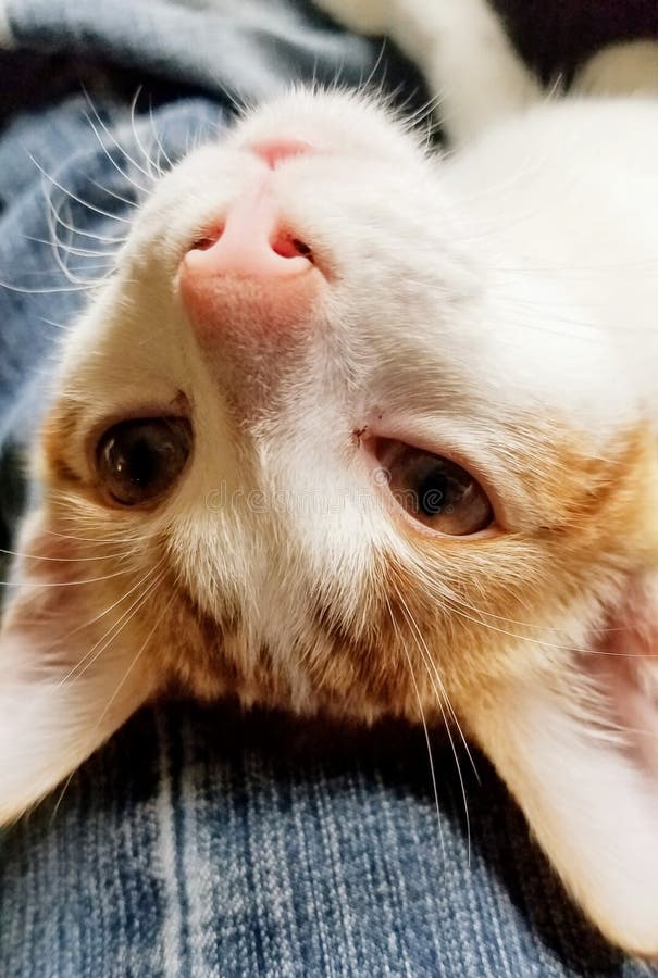 Silly kitty stock image. Image of cute, kitty, white - 151333549