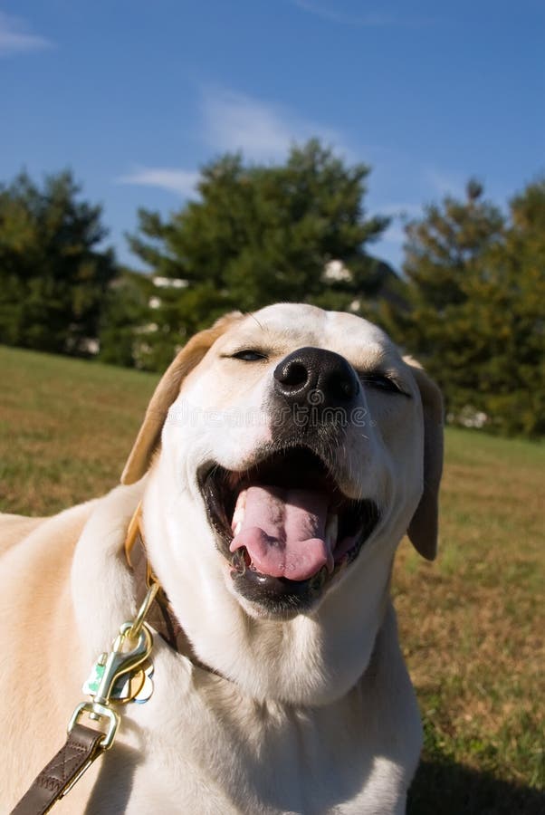 Happy Dog Labrador Retriever Stock Photo - Image of blur, collar: 13180622